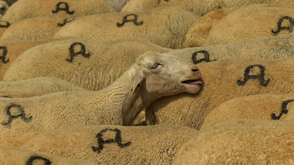 Bluetongue: Dead Animals and Thousands of Infections. Symptoms of the ...
