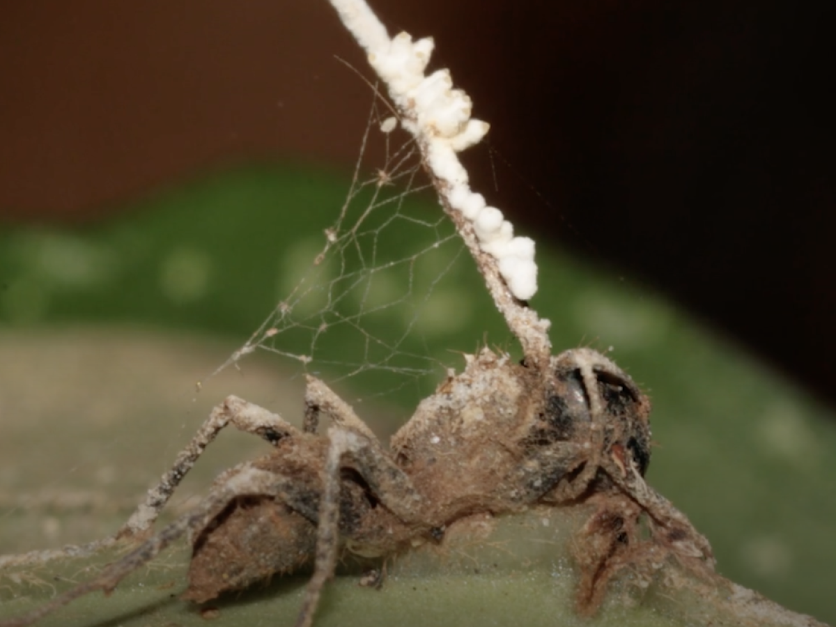 "Maniplands their mind": so the killer mushroom transforms spiders into ...