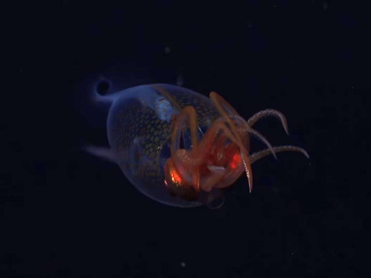 The beauty of the colossal squid puppy